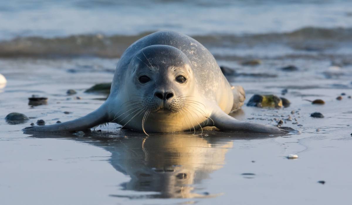 Znana grecka foczka Kostis nie żyje. Została brutalnie zabita ...