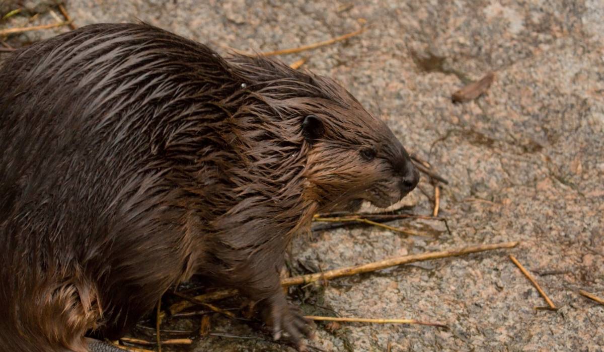 Bóbr w tarapatach! Zwierzak nie zmieścił się w okienku... [FOTO] - Ciekawostki - MAXX News | RMF ...