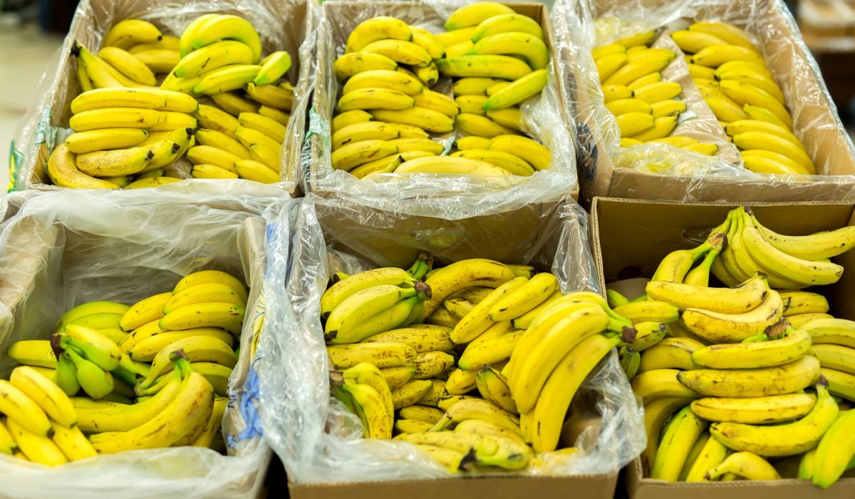 Zmiany w przepisach dotyczących bananów. Sprawdź, co musisz wiedzieć ...