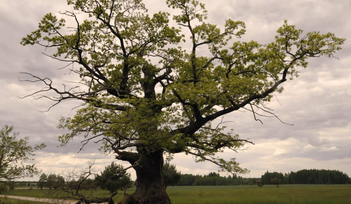 Dąb Dunin może zostać Europejskim Drzewem Roku 2022! Głosowanie trwa ...