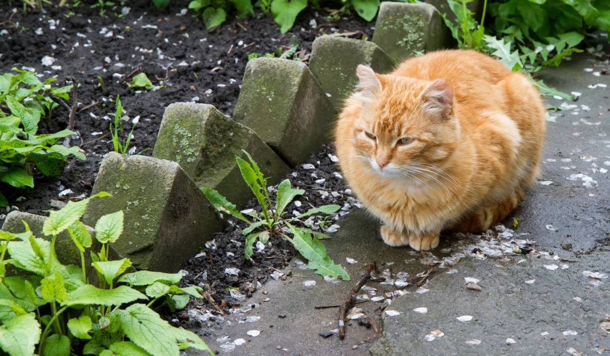 Kot odwiedzał sklep. Stał się atrakcją turystyczną [FOTO] - Ciekawostki ...